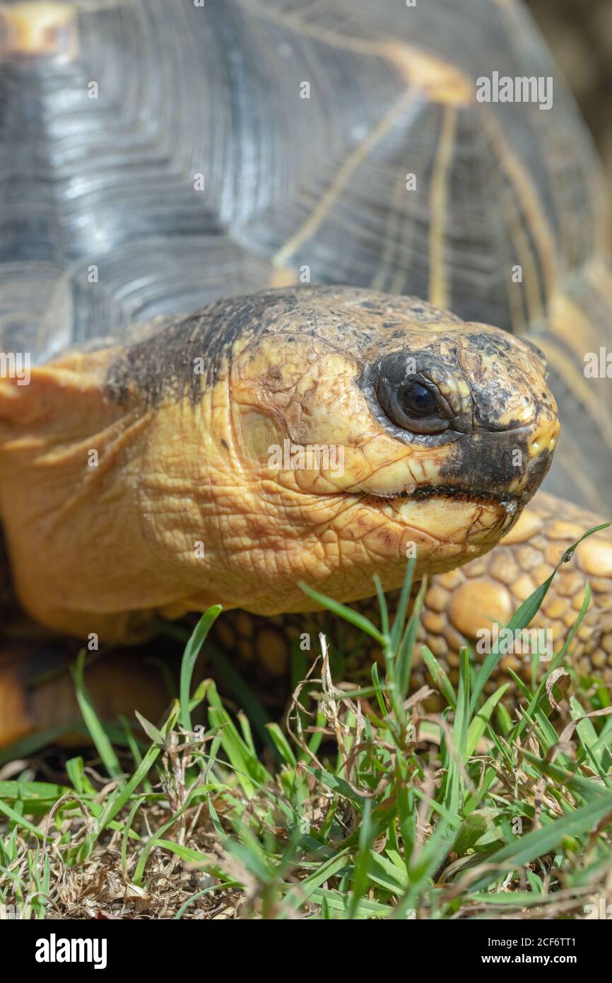 Radiated Tortoise (Astrochelys radiata). Head profile in close up. Face ...