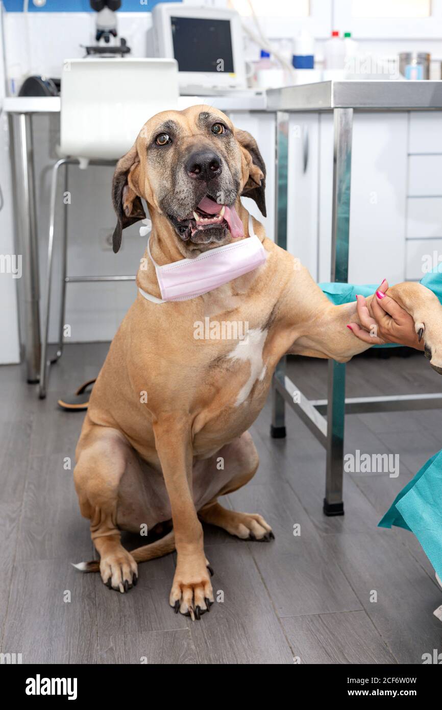 Canine squatting hi-res stock photography and images - Alamy