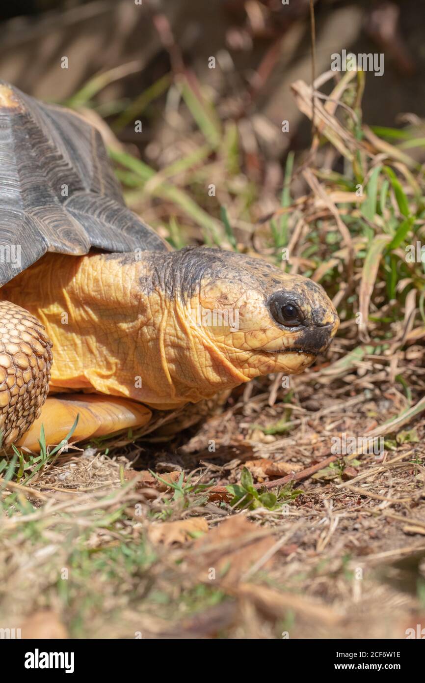 Radiated Tortoise (Astrochelys radiata). Head profile in close up. Face ...