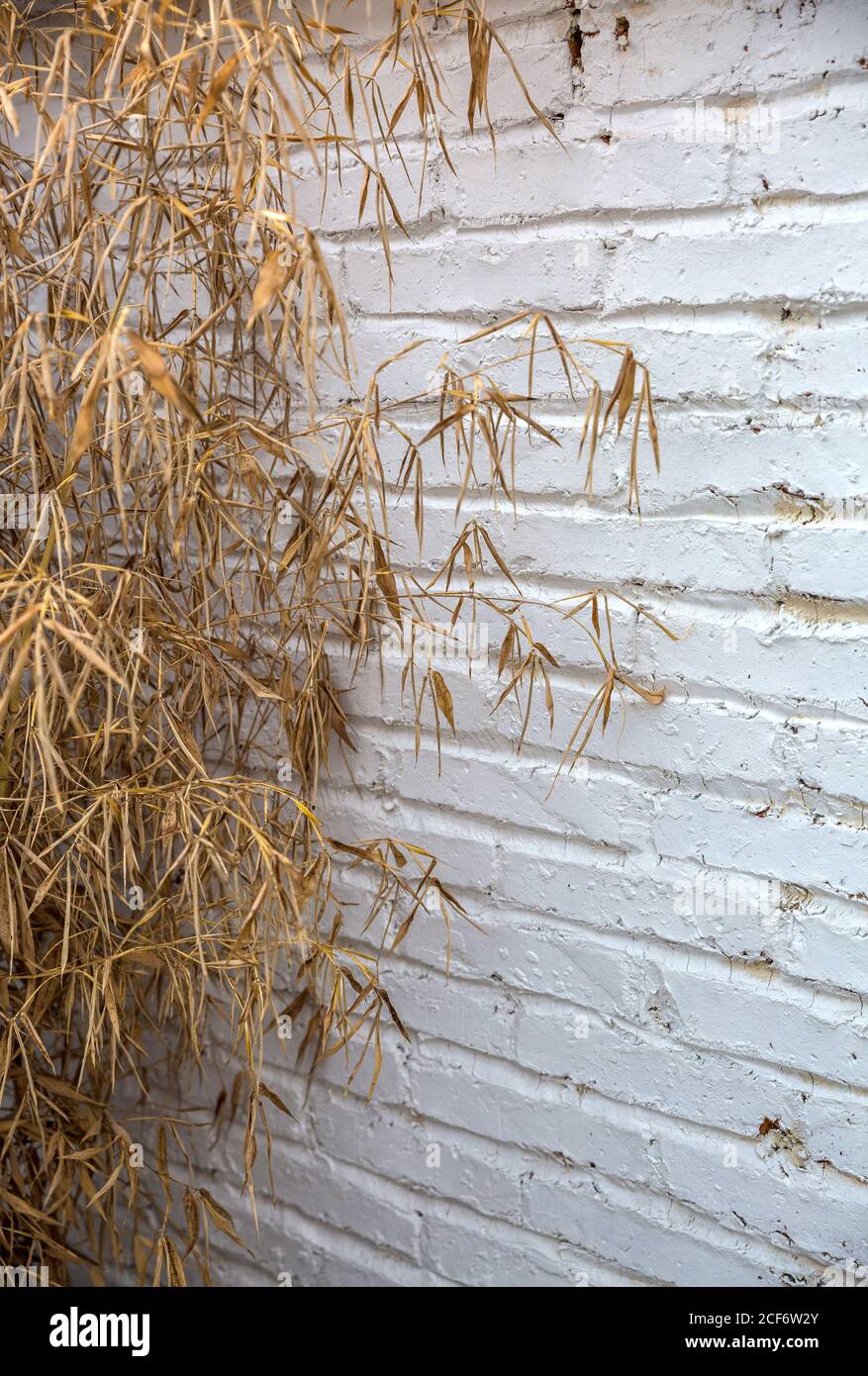 White wall, reed, stone incense burner Stock Photo - Alamy