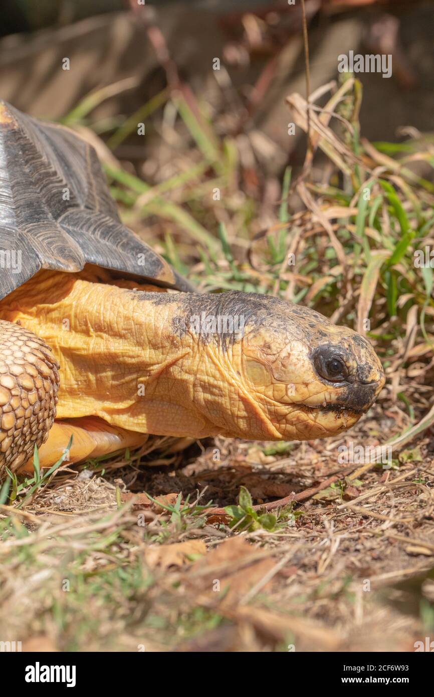 Radiated Tortoise (Astrochelys radiata). Head profile in close up. Face ...