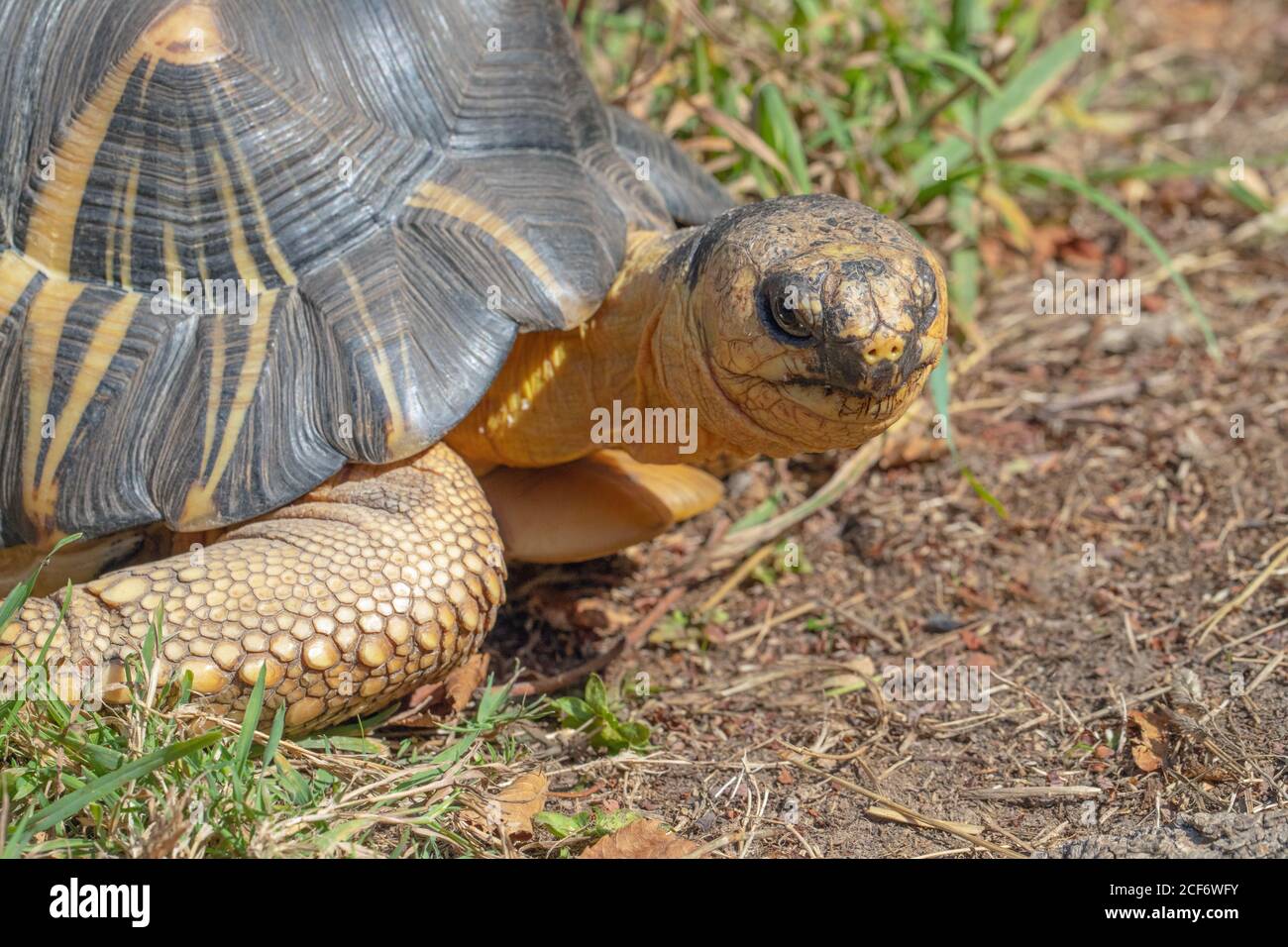 Radiated Tortoise (Astrochelys radiata). Head in close up, facing front ...