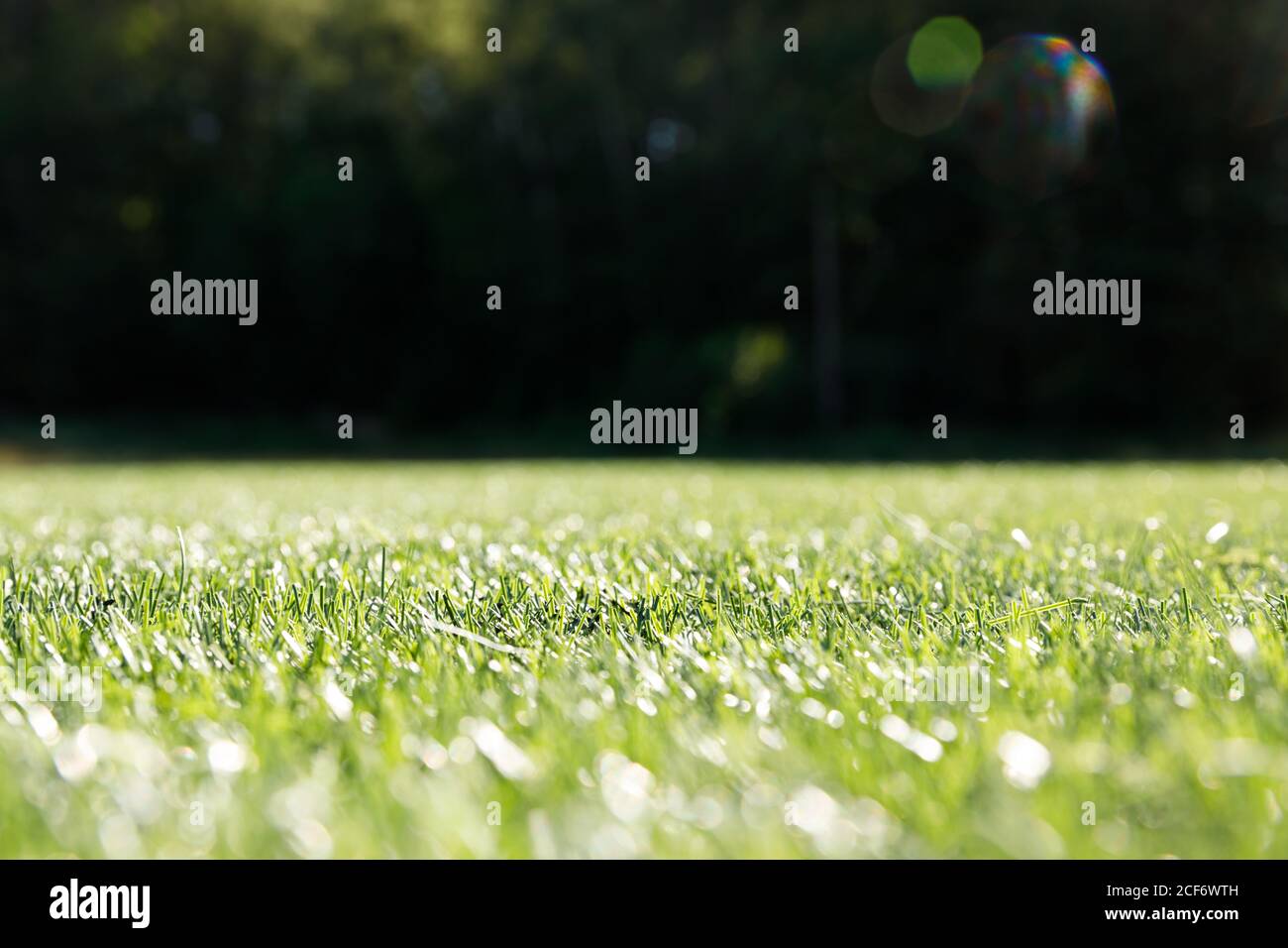 bright green grass. background for design Stock Photo - Alamy