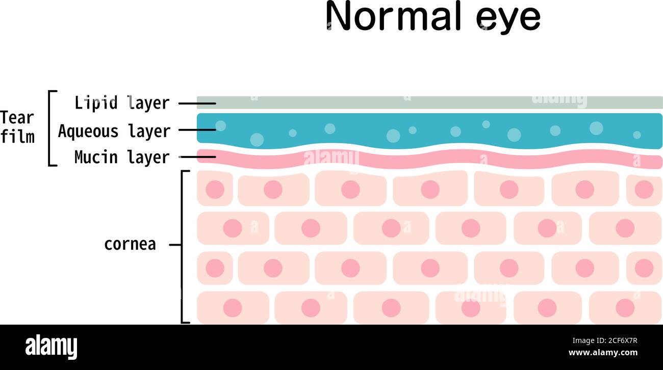 Cross section of normal eye surface. flat vector illustration Stock ...