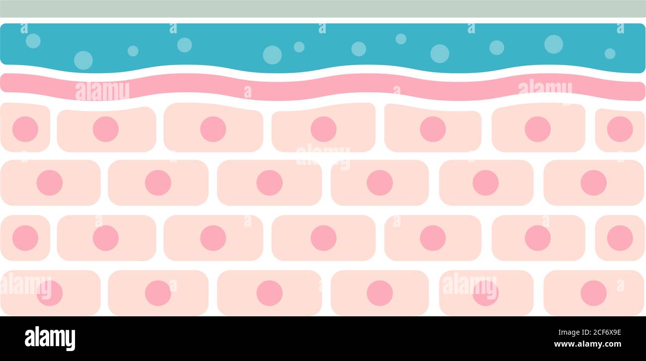 Cross section of normal eye surface. flat vector illustration (no text ...