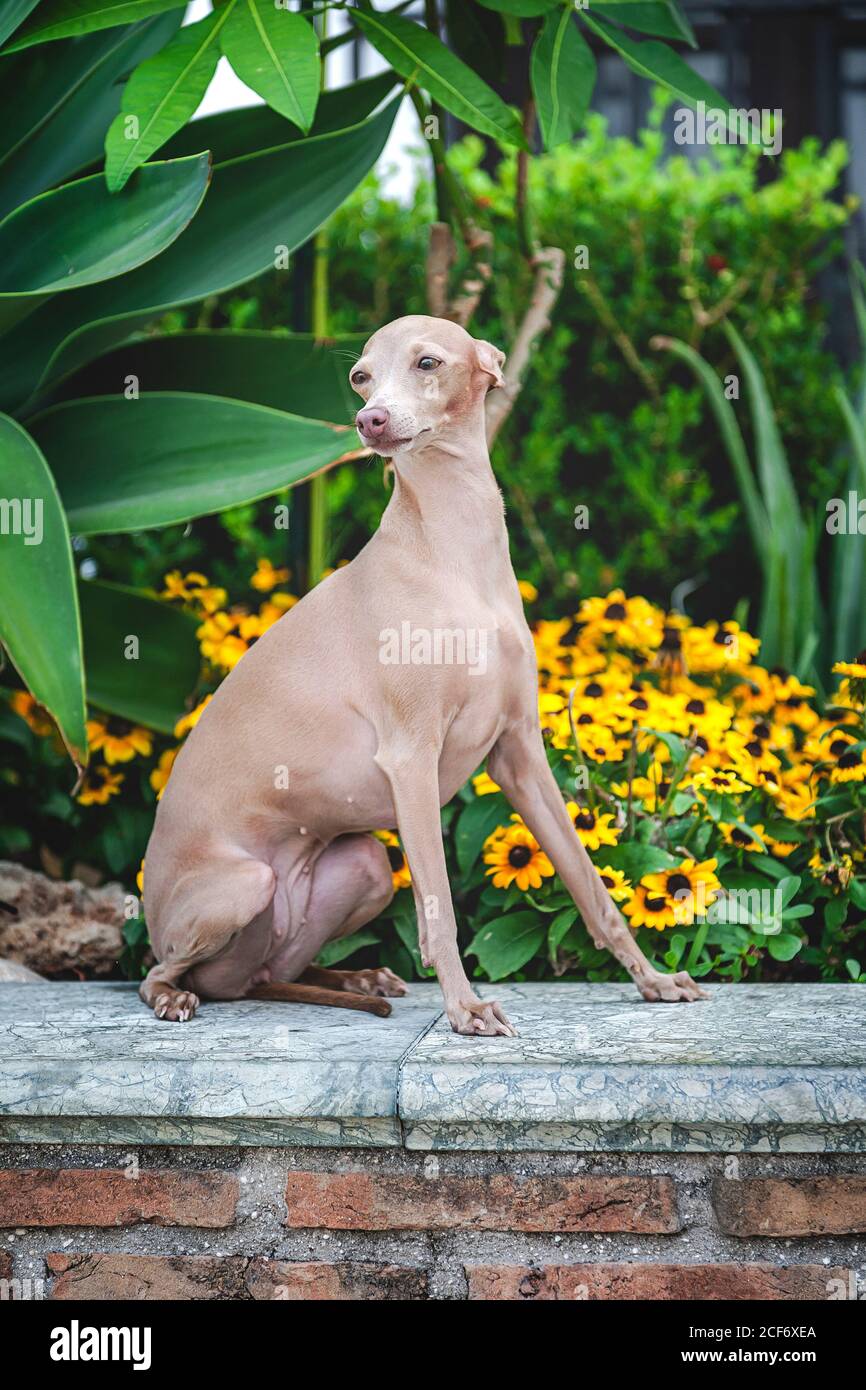 Sitting parapet hi-res stock photography and images - Alamy