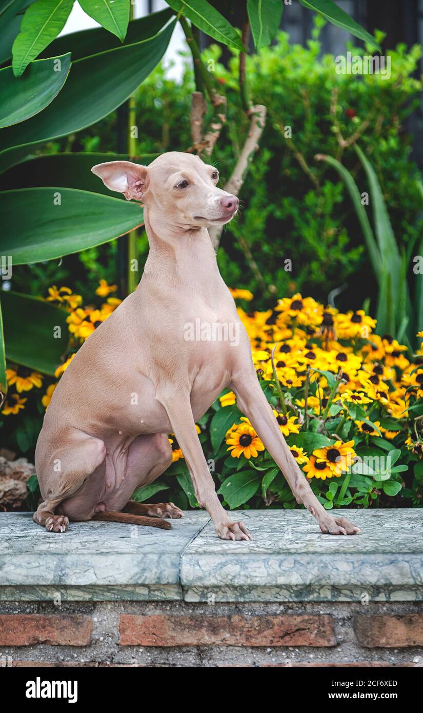 Sit on parapet hi-res stock photography and images - Alamy