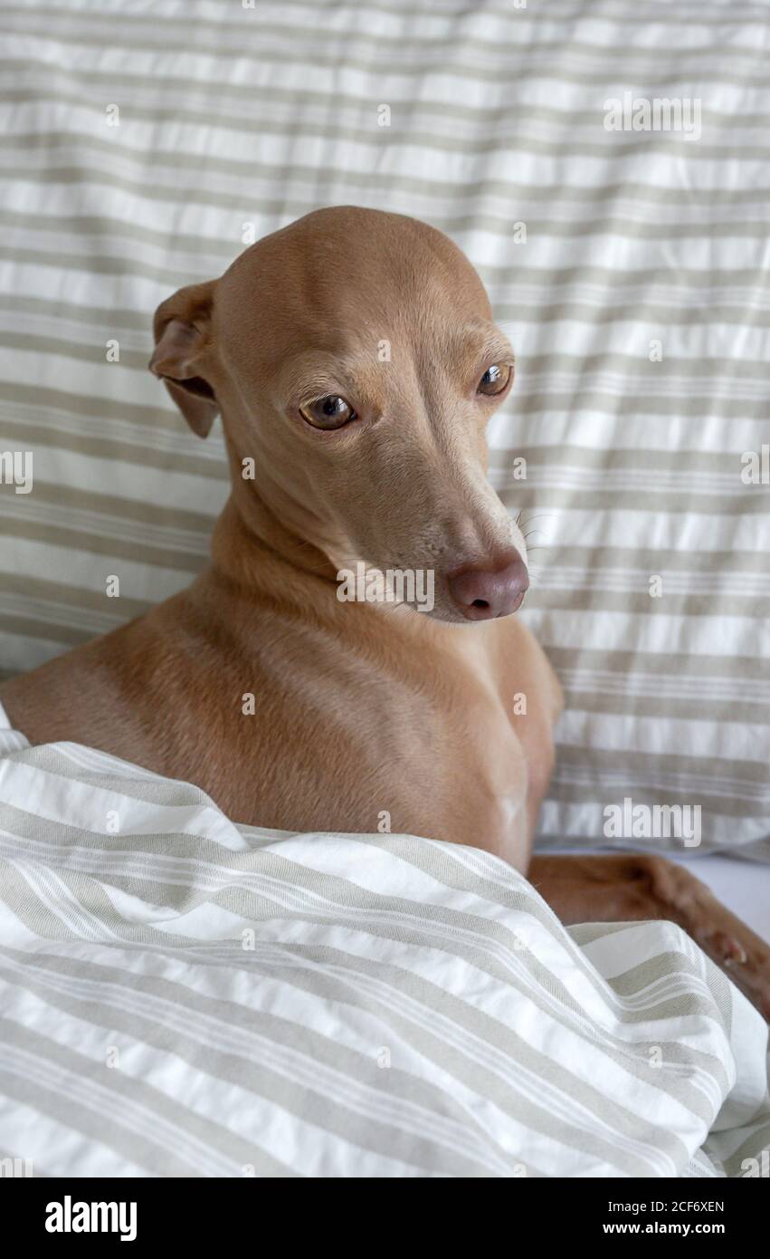 Purebred colored Isabela Italian greyhound dog playing on human bed ...