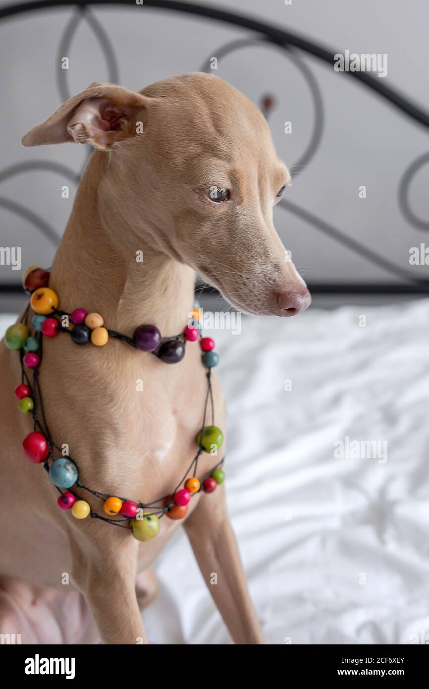 Purebred colored Isabela Italian greyhound dog playing on human bed ...