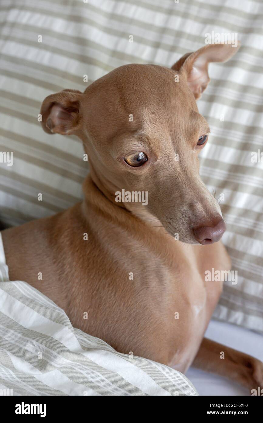 Italian Greyhound High Resolution Stock Photography and Images - Alamy