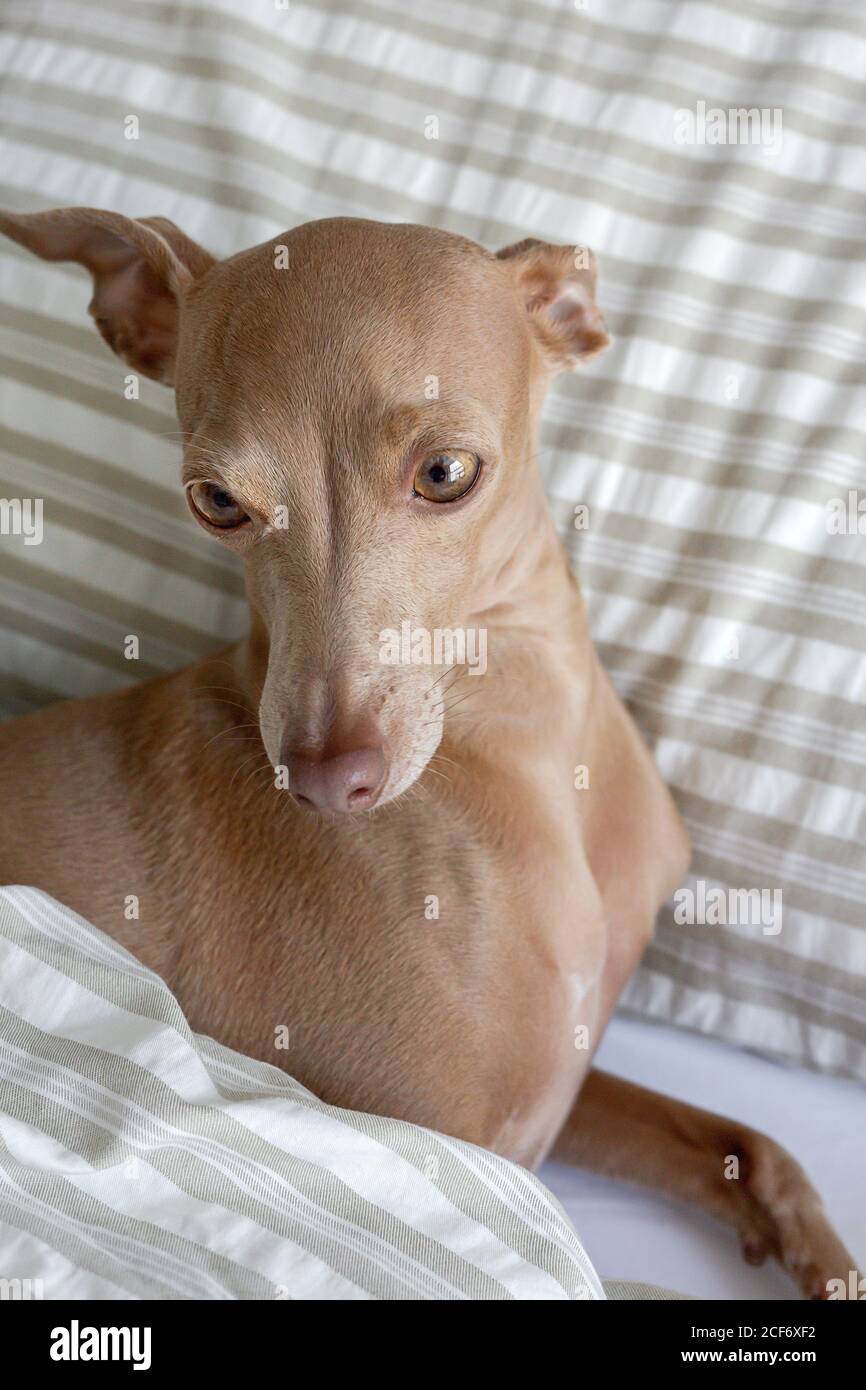 Purebred colored Isabela Italian greyhound dog playing on human bed ...