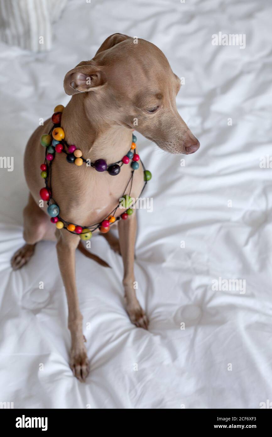 Purebred colored Isabela Italian greyhound dog playing on human bed ...
