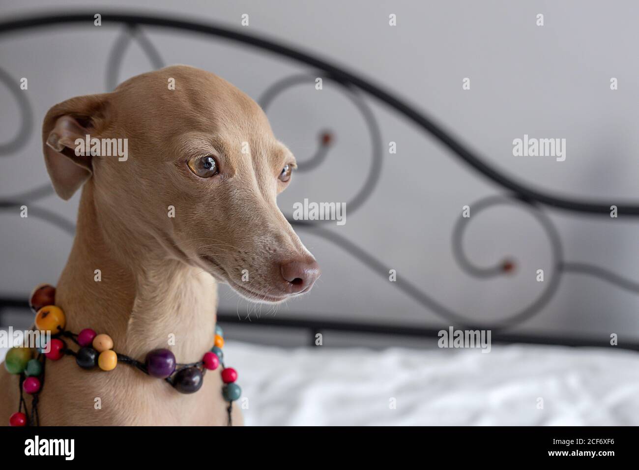 Purebred colored Isabela Italian greyhound dog playing on human bed ...