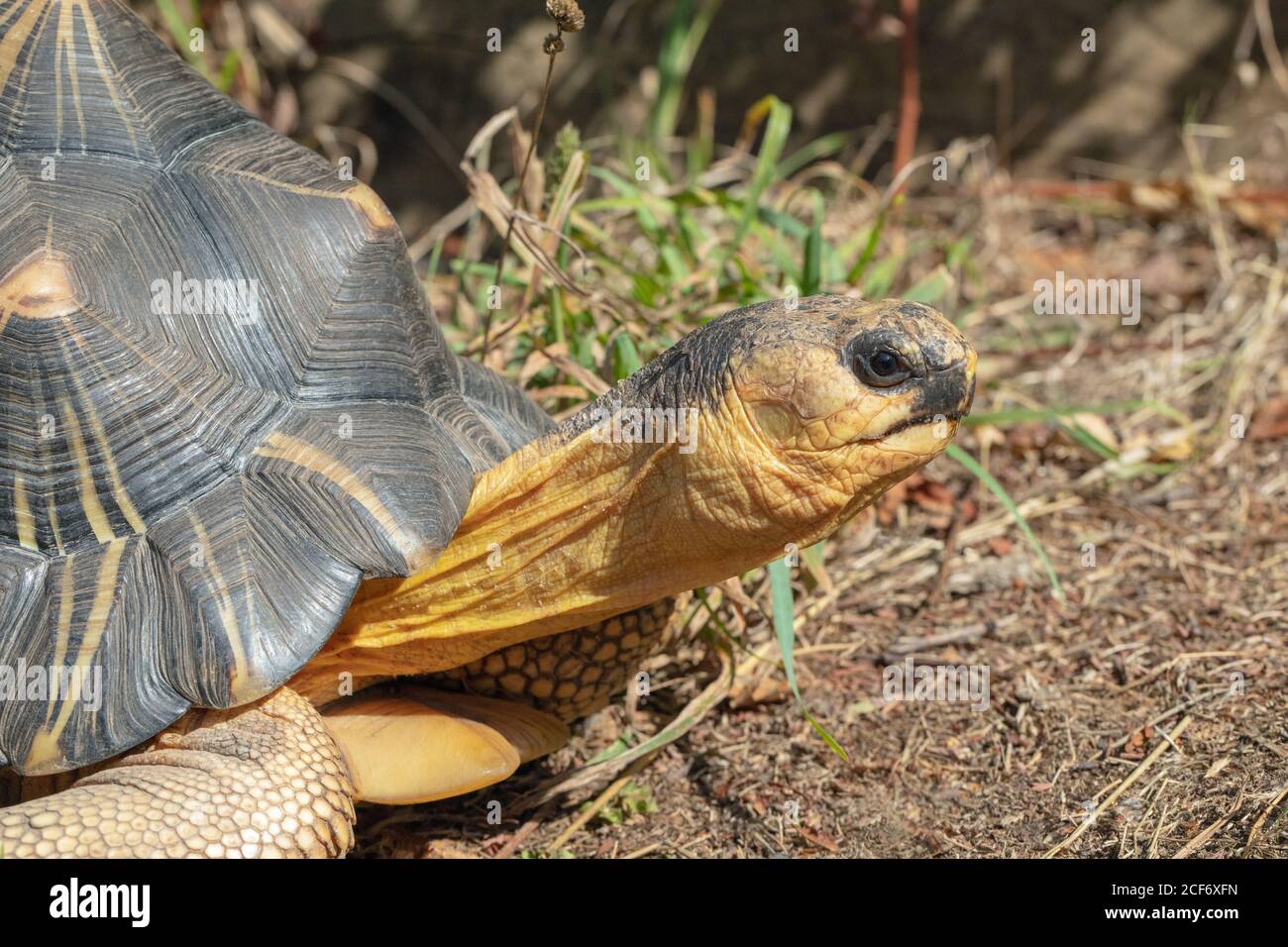 Radiated Tortoise (Astrochelys radiata). Head profile in close up. Face ...