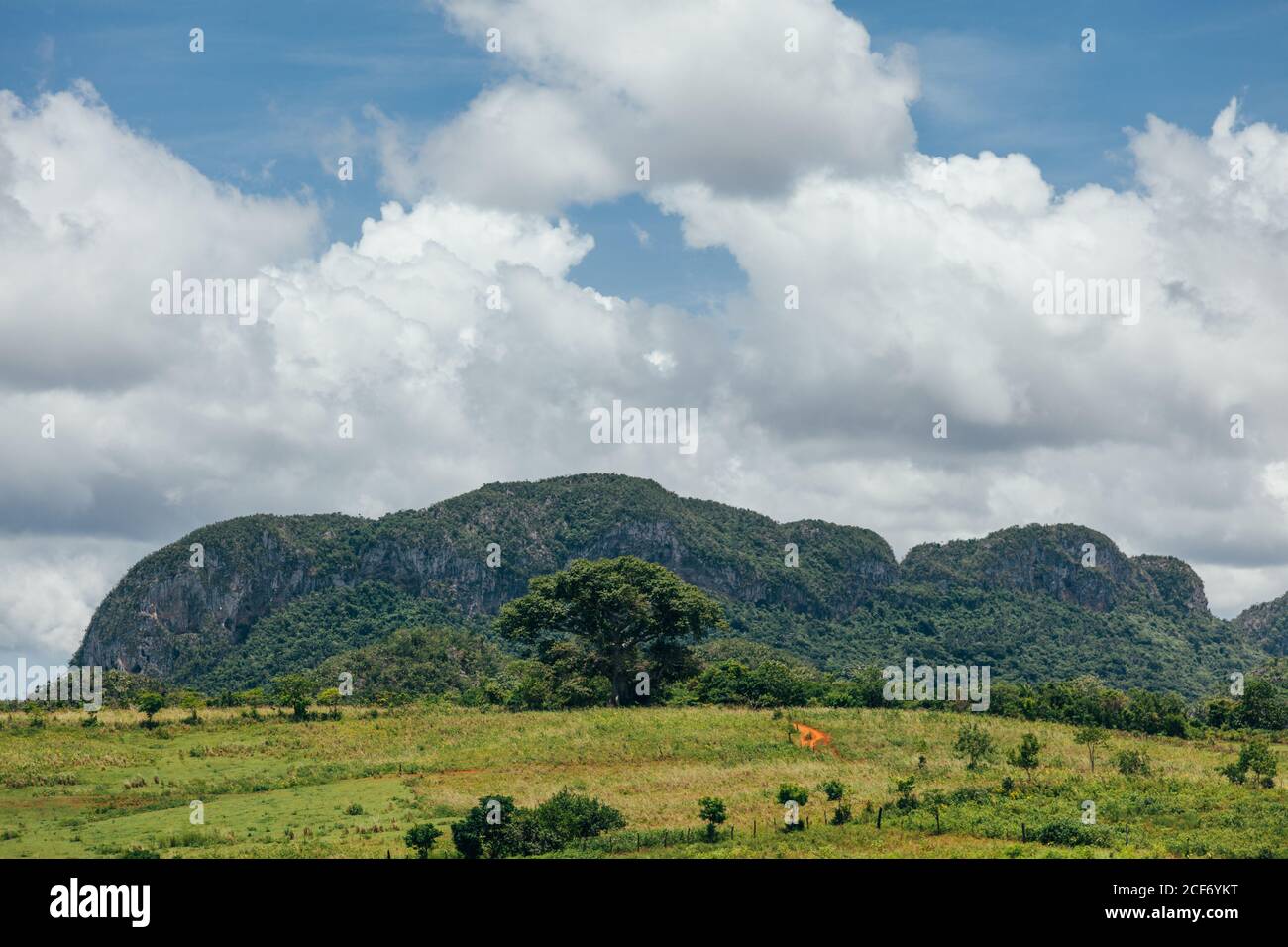 Green grass among tropical plants with beautiful blue sky and white ...