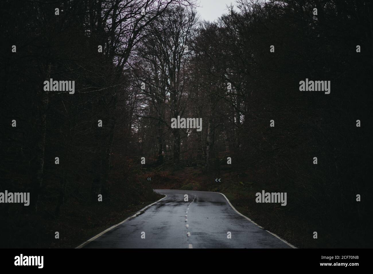 Empty wet asphalt road going through forest during cold autumn in ...