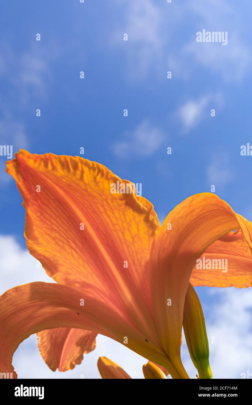 Spring flower and the sun hi-res stock photography and images - Alamy
