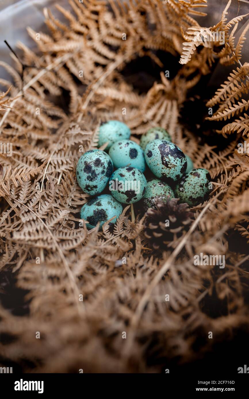 Baby pine cones hi-res stock photography and images - Alamy