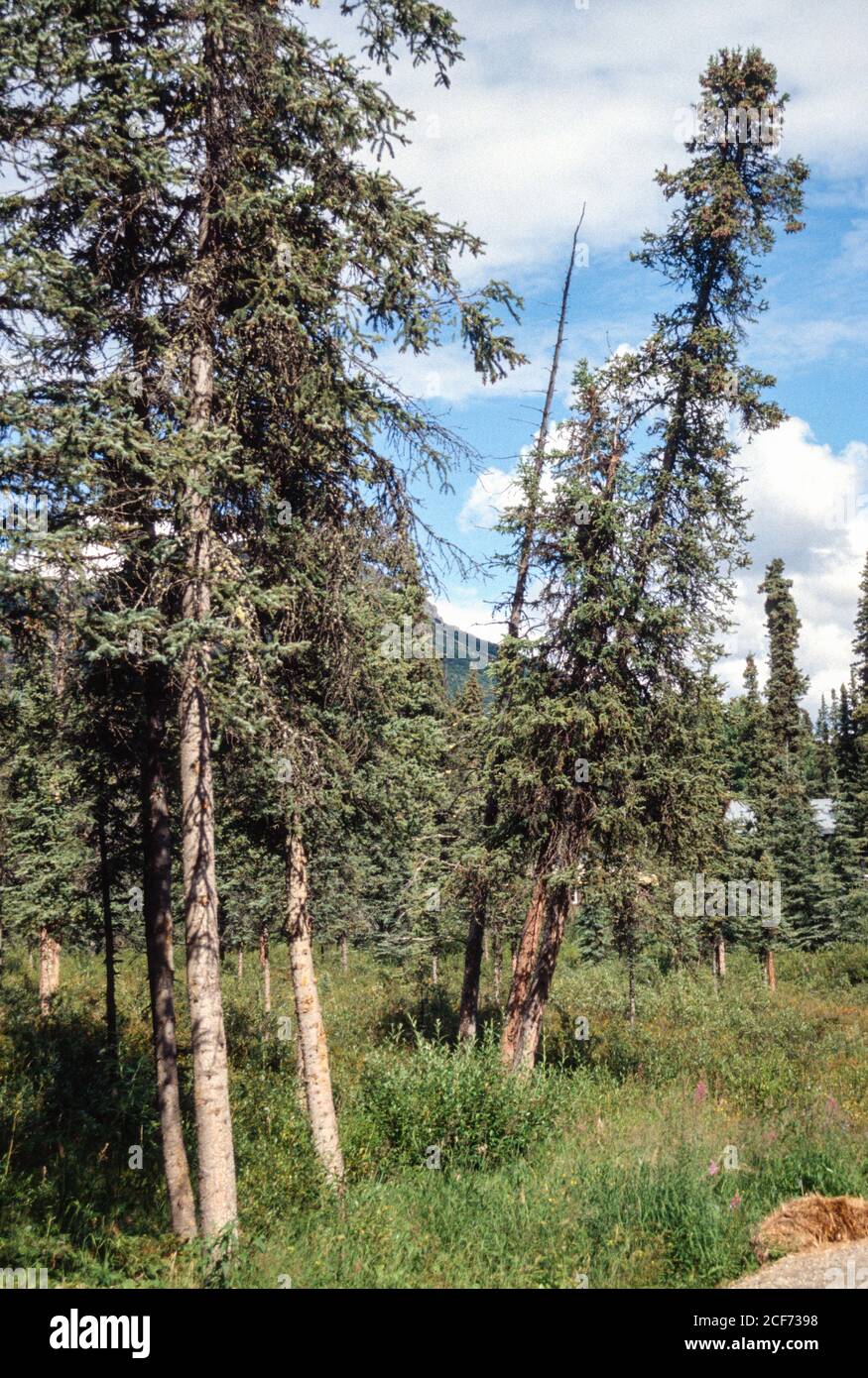 Fairbanks, Alaska, USA. Thawing of Permafrost Results in Trees Leaning ...