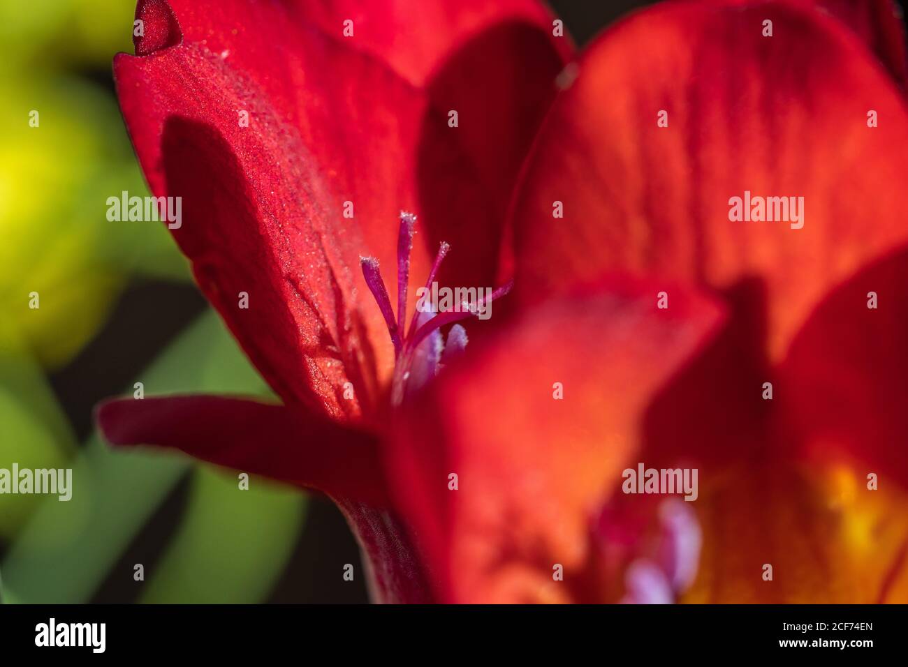Red Freesia in Macro Stock Photo - Alamy