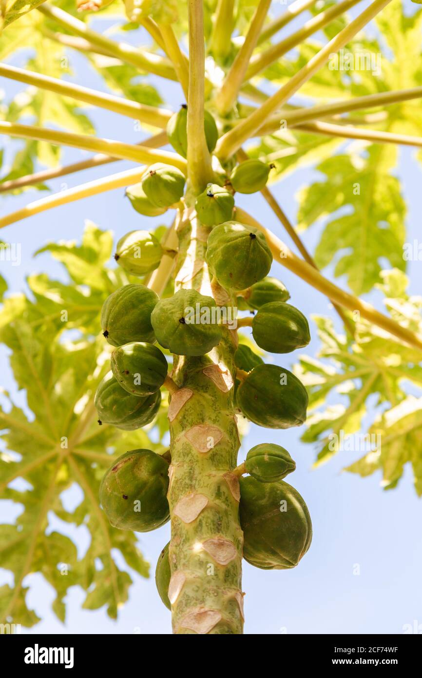 Sunshine filters through the green leaves of an organic small papaya ...
