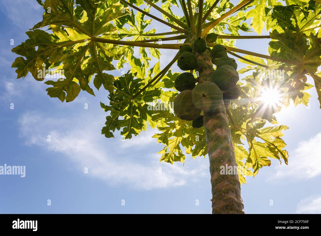Pawpaw plant hi-res stock photography and images - Alamy