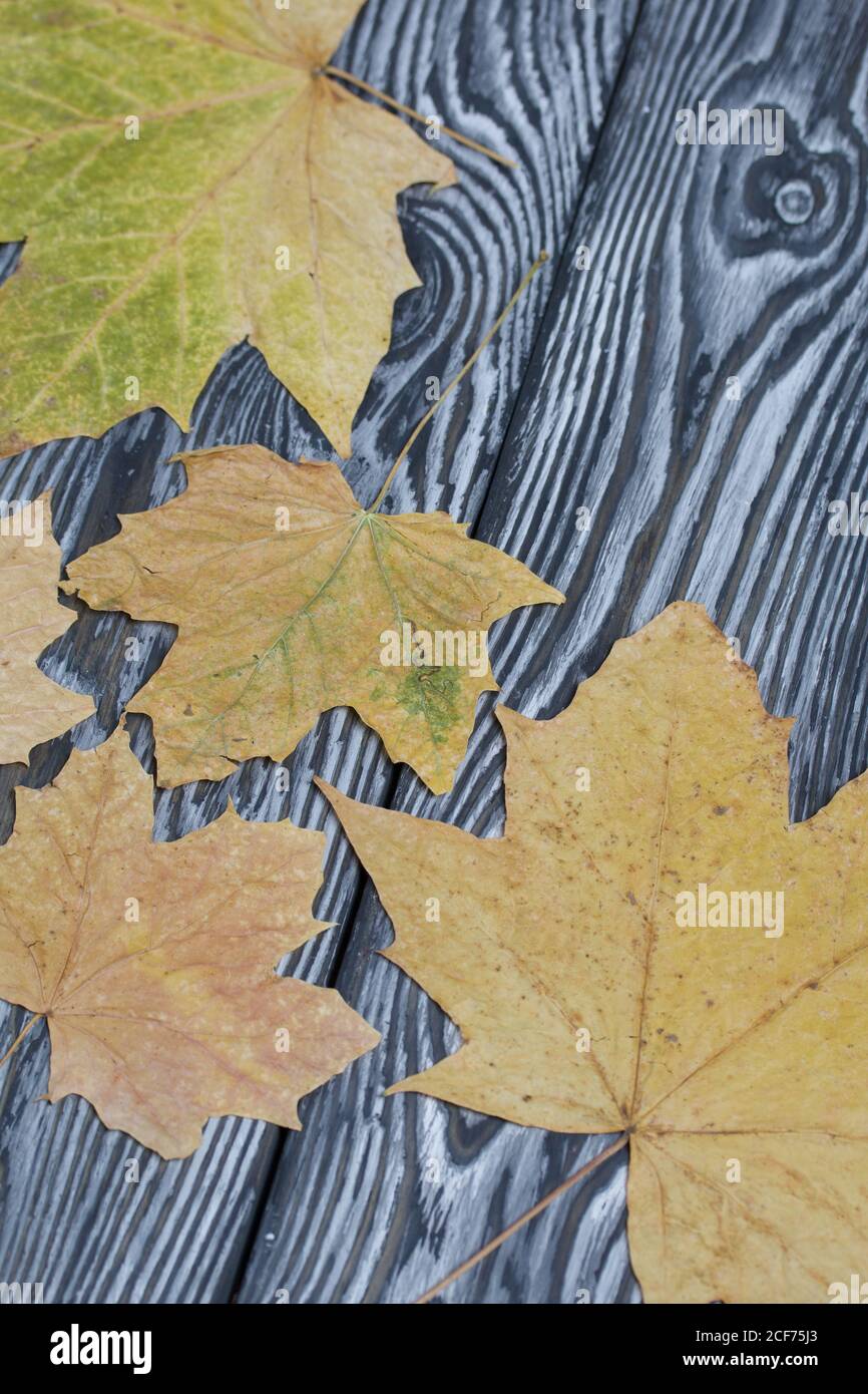 Dried maple leaves on brushed black-and-white pine planks Stock Photo ...