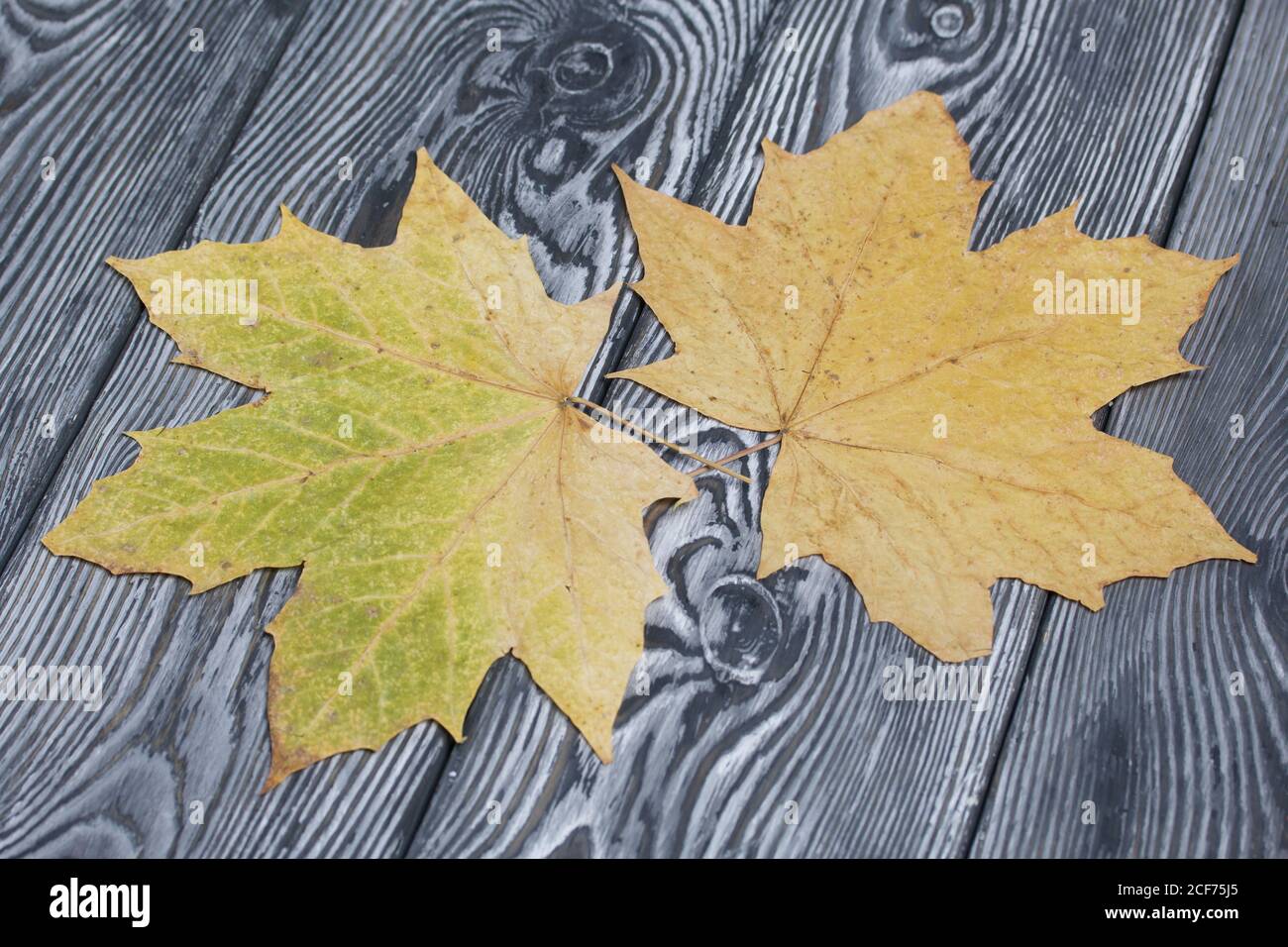 Dried maple leaves on brushed black-and-white pine planks Stock Photo ...