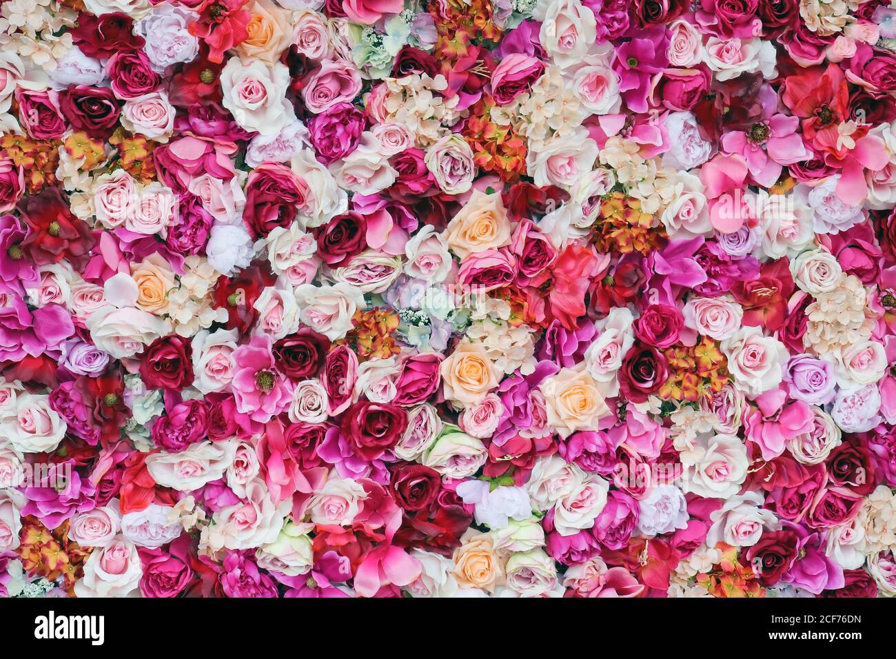 Floral background of many pink roses Stock Photo - Alamy