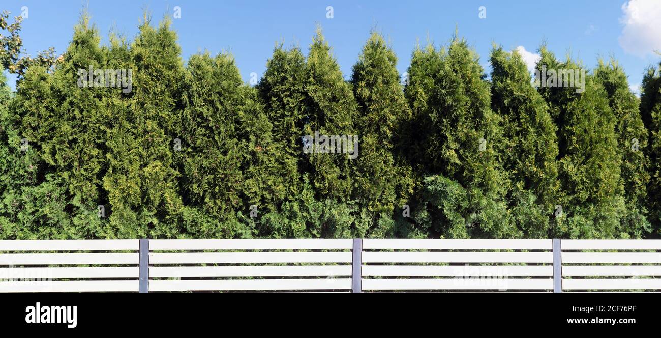 Green hedge from evergreen coniferous trees near white wooden fence ...