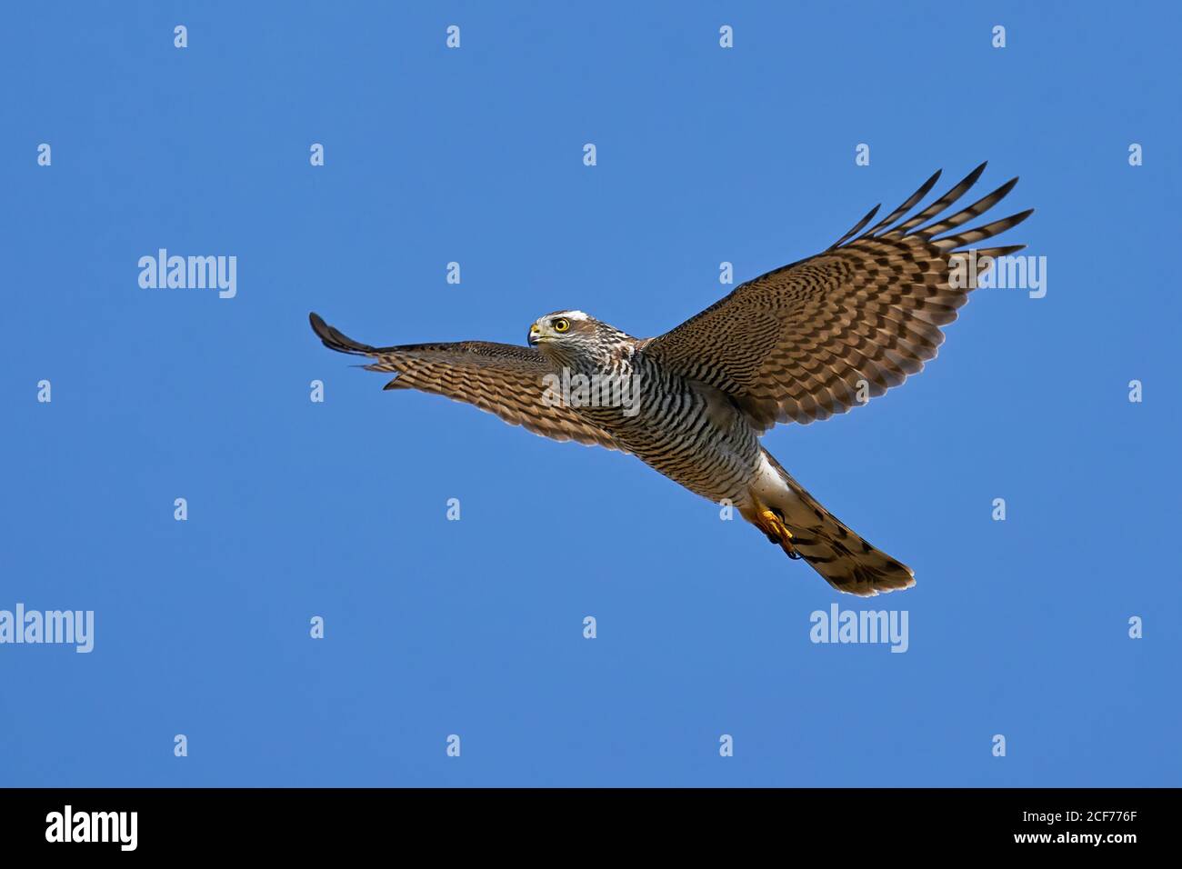 Eurasian sparrowhawk in flight with blue skies in the background Stock ...