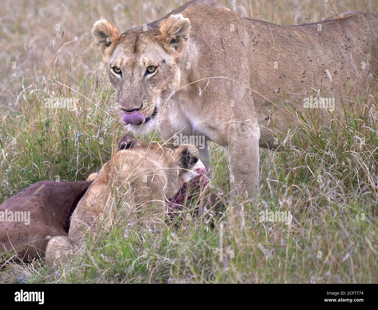 lioness licking her lips at masai mara in kenya Stock Photo - Alamy