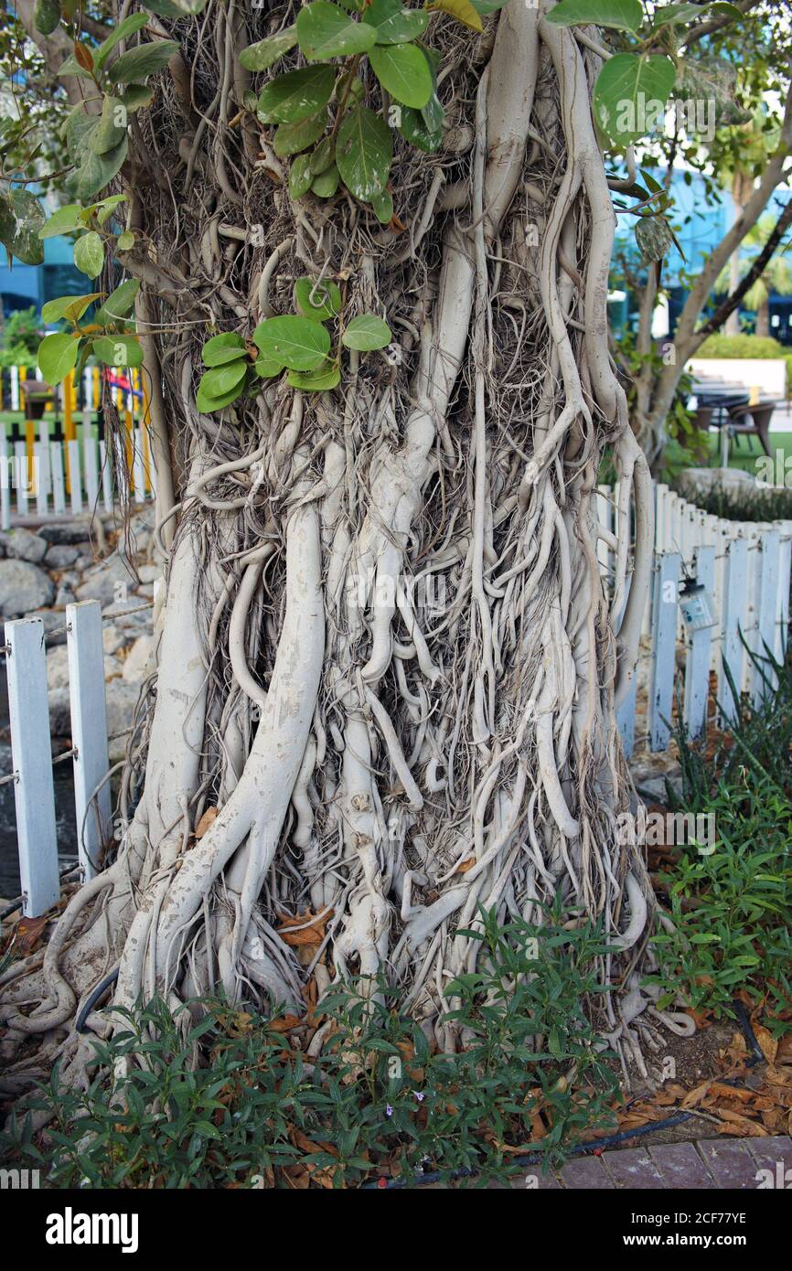 White aerial roots of an old tropical tree intertwined Stock Photo - Alamy