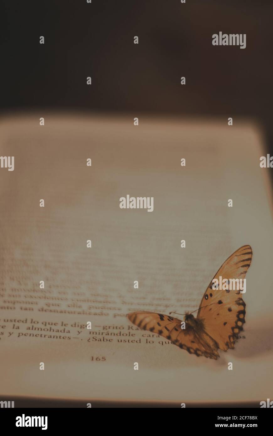 Small butterfly with ornamental wings sitting on page of open vintage ...