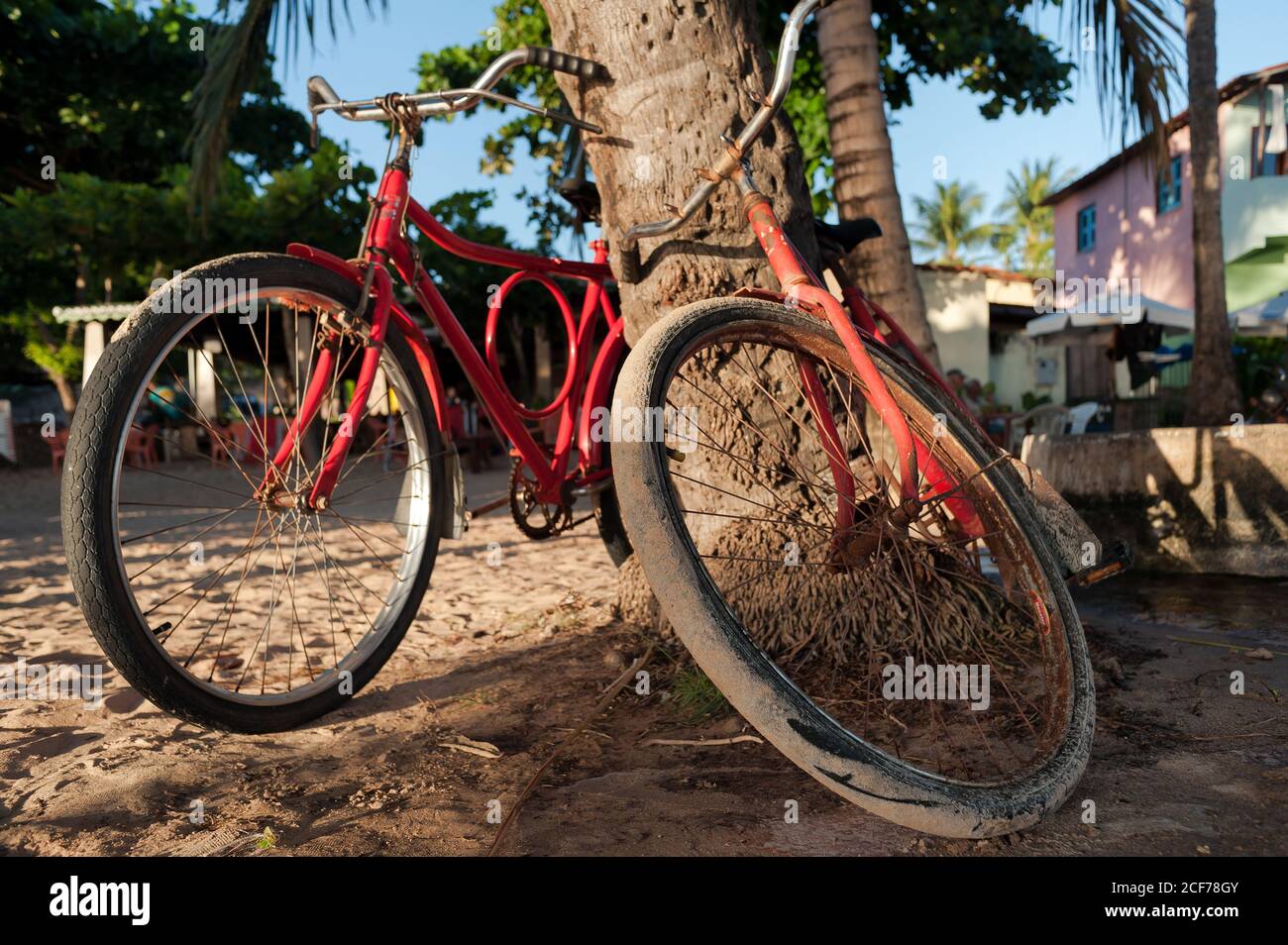 Close-up of a bicycle tied to a tree Stock Photo - Alamy