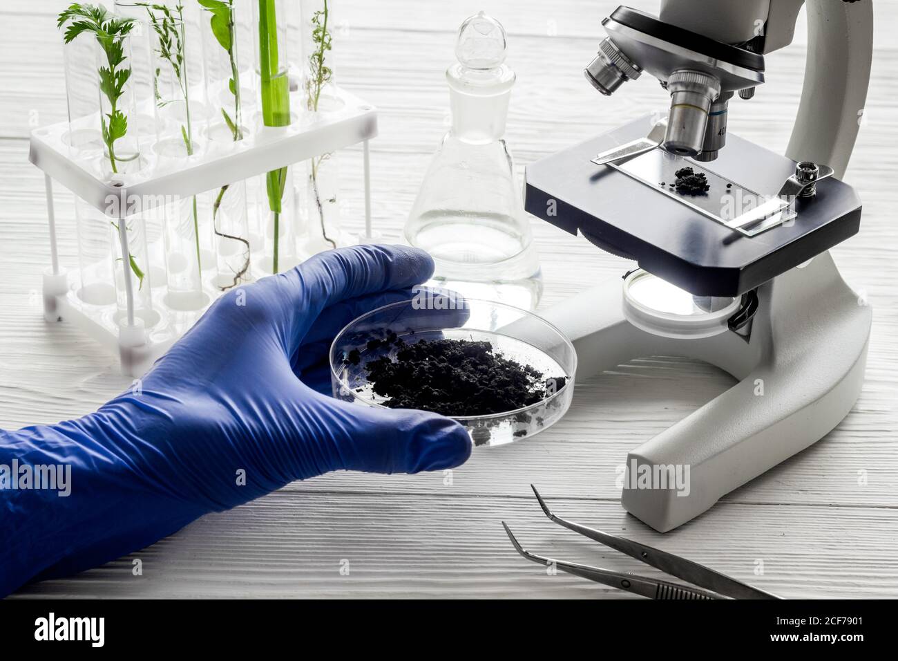 Scientist in gloves doing test with plants and microscope in biological ...