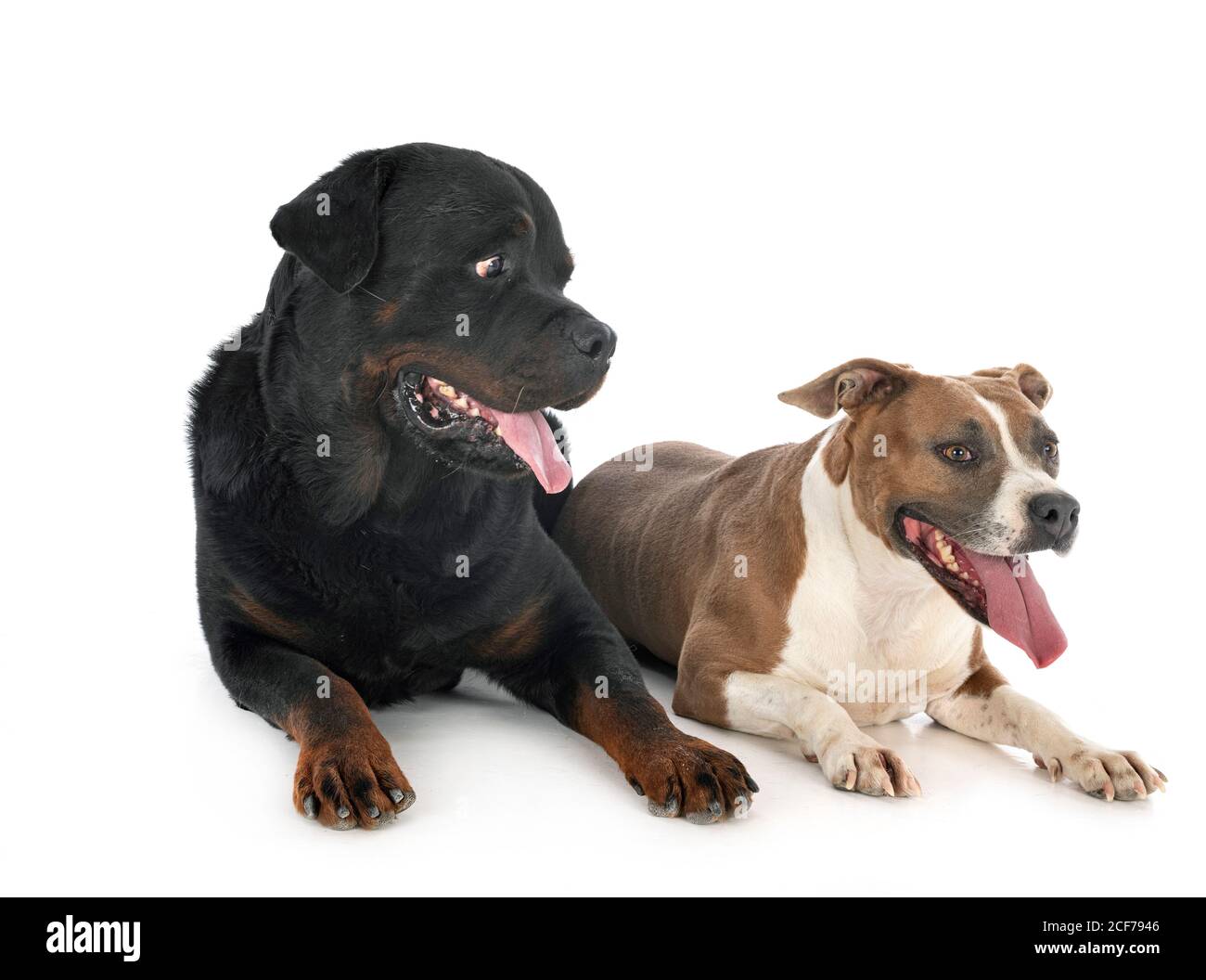 American Rottweiler Vs Pitbull