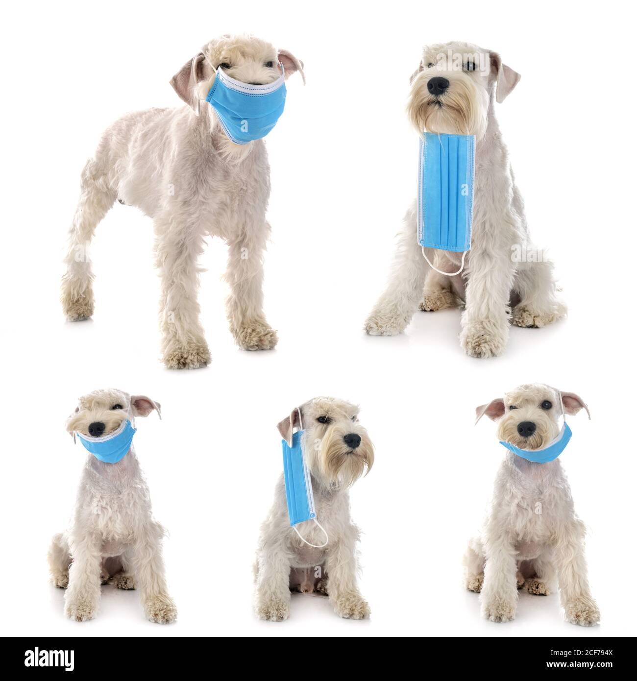 miniature schnauzer and mask in front of white background Stock Photo ...