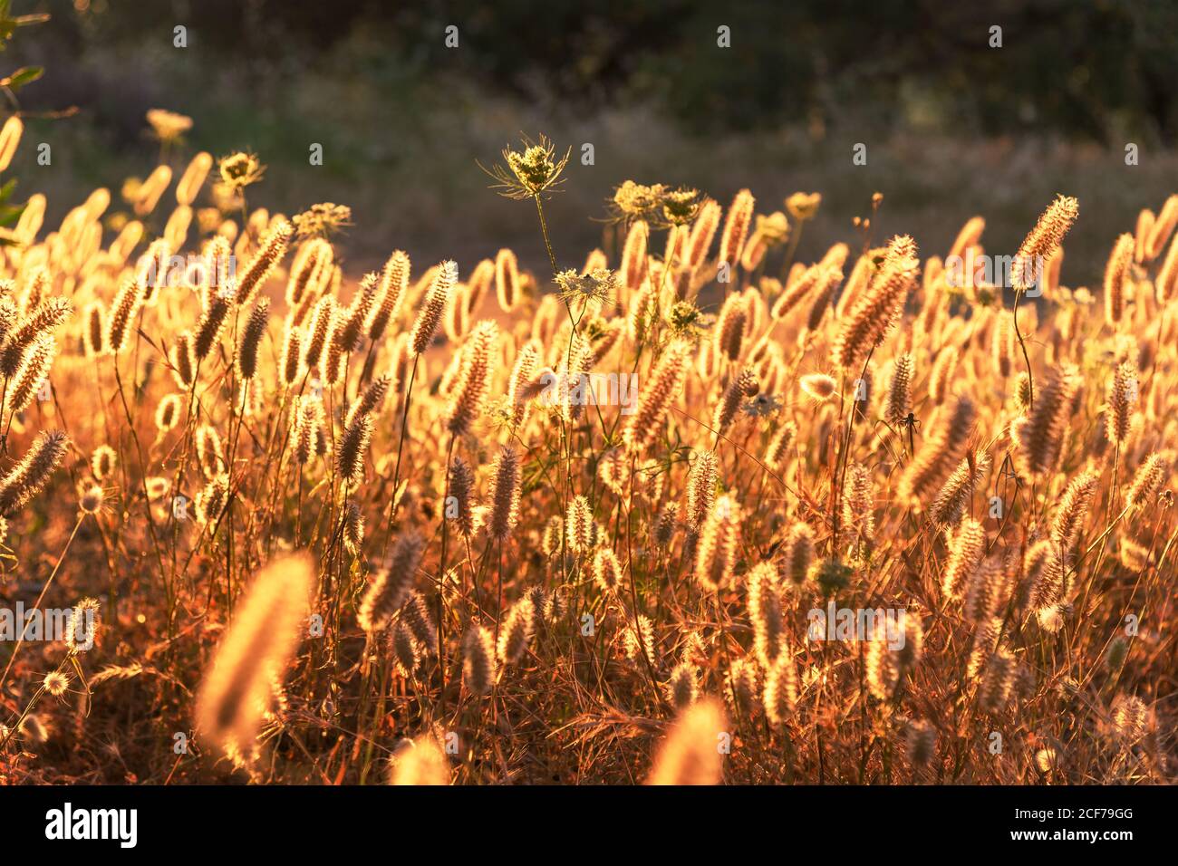 Field of spikelets at the sunset, natural background Stock Photo - Alamy