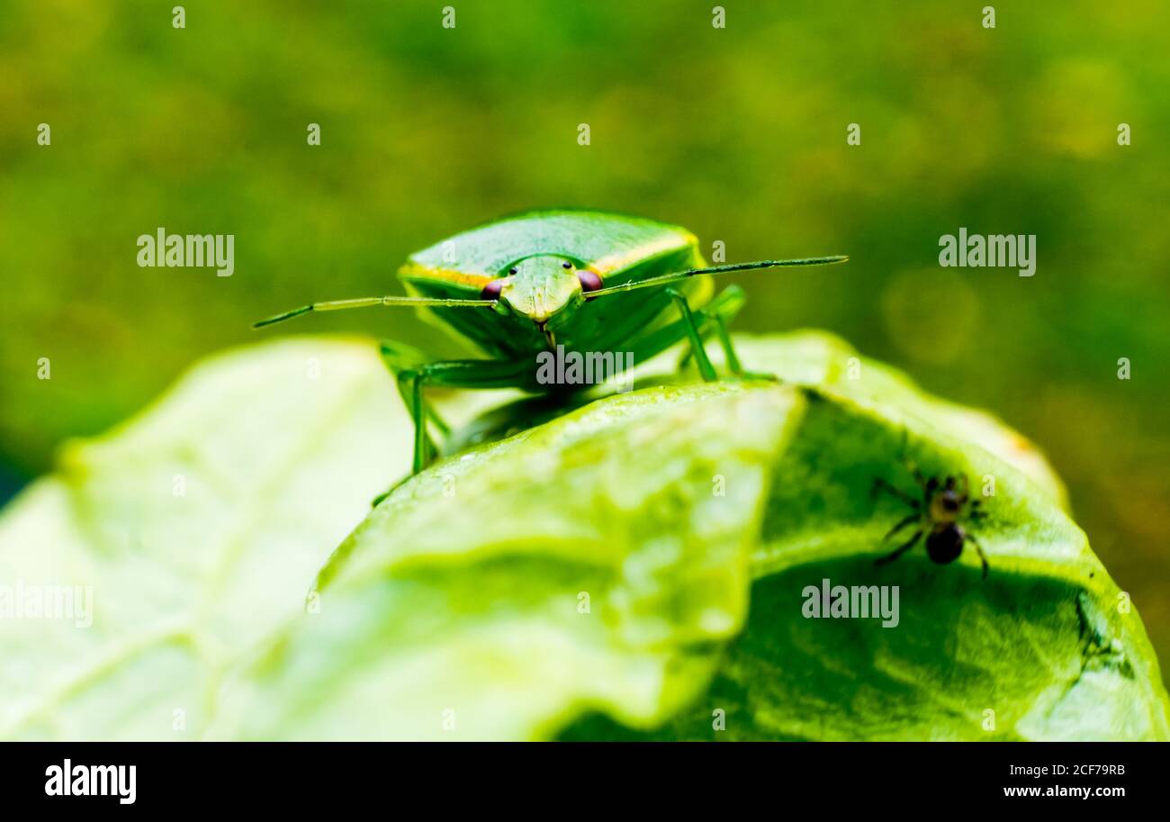 Green vegetable bug hi-res stock photography and images - Alamy