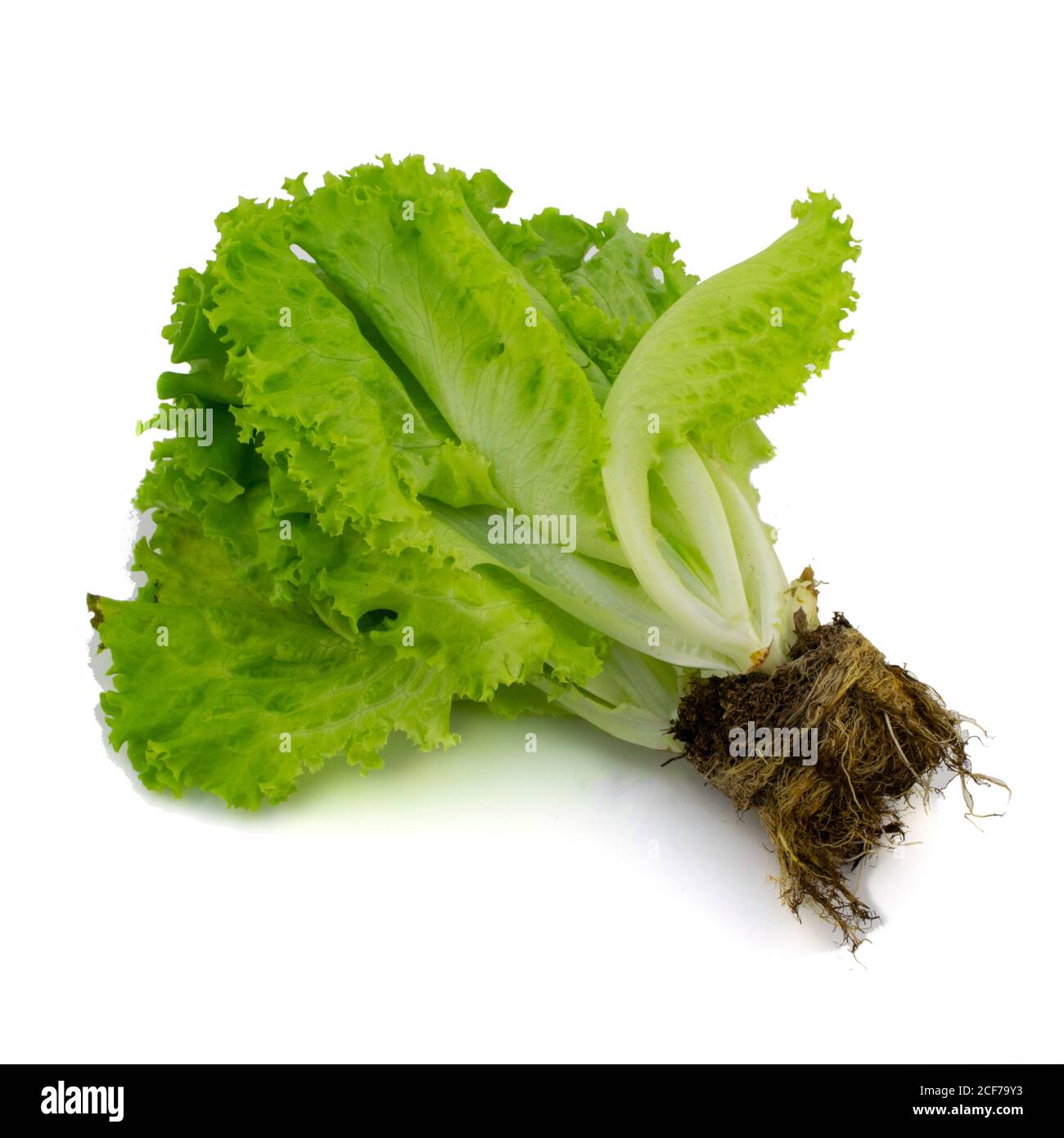 bunch of fresh green lettuce with roots isolated on the white ...