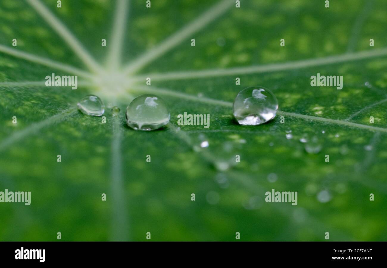 Spring finally arrives in Australia Stock Photo - Alamy Spring finally arrives in Australia Stock Photo - Alamy