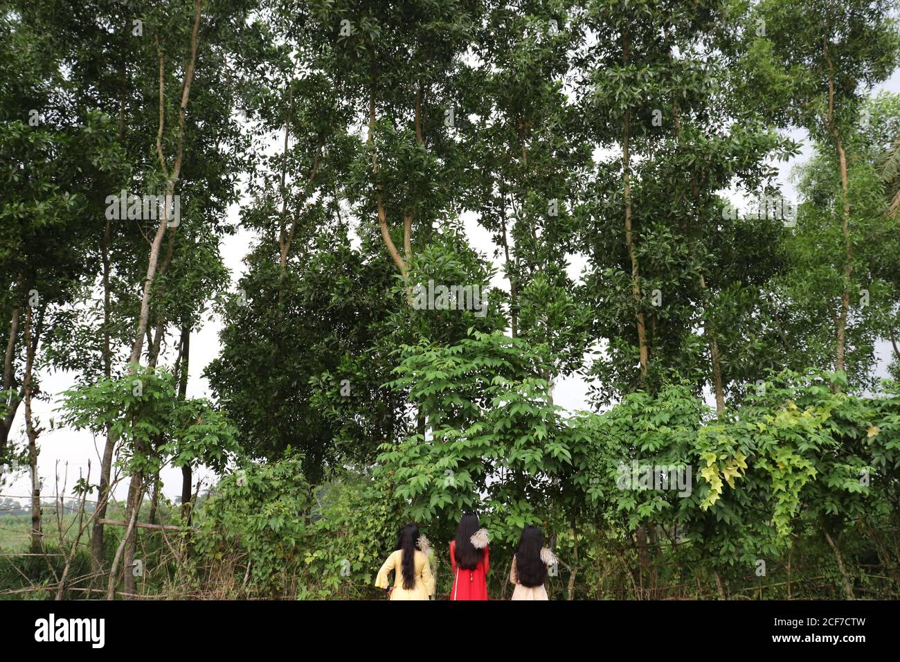 Three girls under the long trees Stock Photo - Alamy