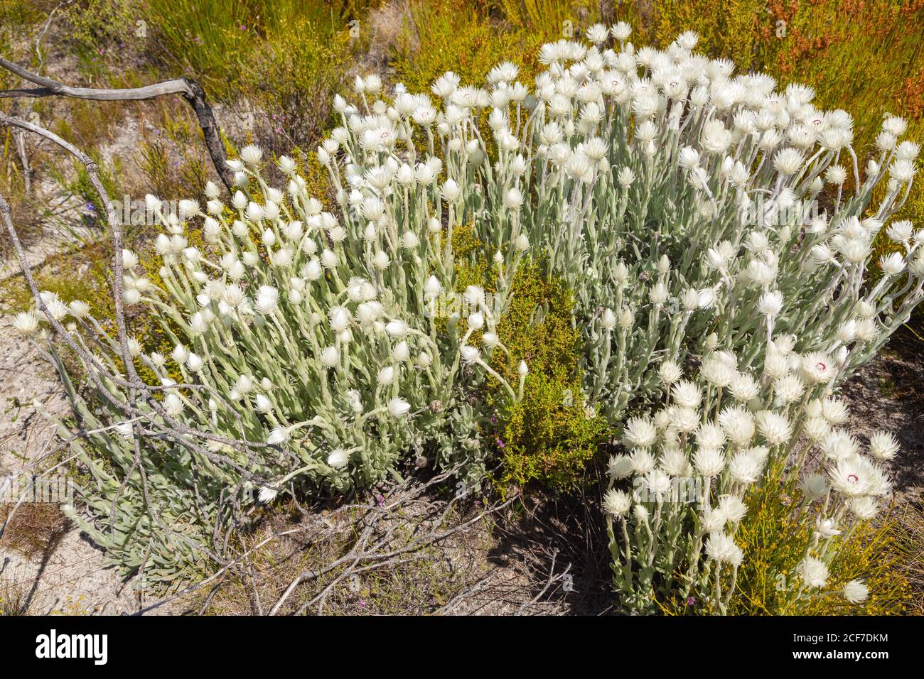 Syncarpha vestita in the mountains of Hermanus, Western Cape, South ...