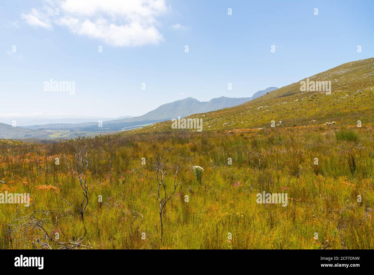 The beautiful landscape in the Fernkloof Nature Reserve, close to ...