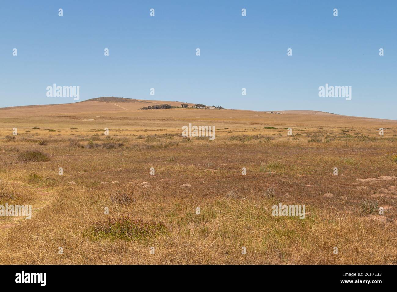 Dry Renosterveld in November close to Darling, Western Cape, South ...