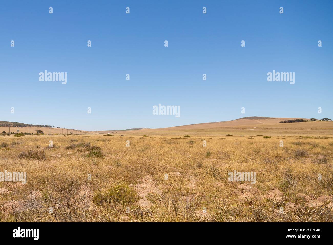 Dry Renosterveld in November close to Darling, Western Cape, South ...