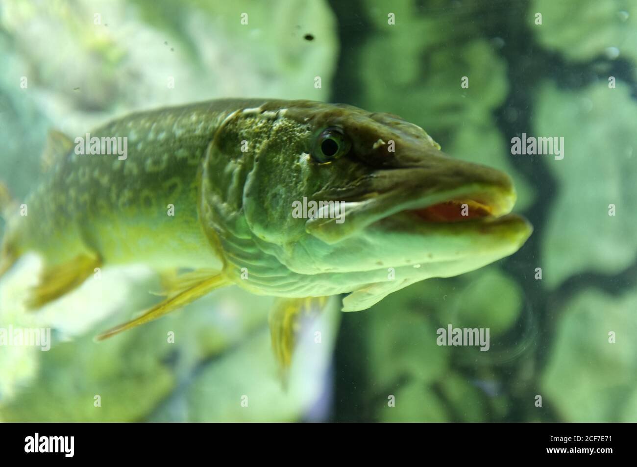 Closeup shot of an ugly fish captured in an aquarium Stock Photo - Alamy