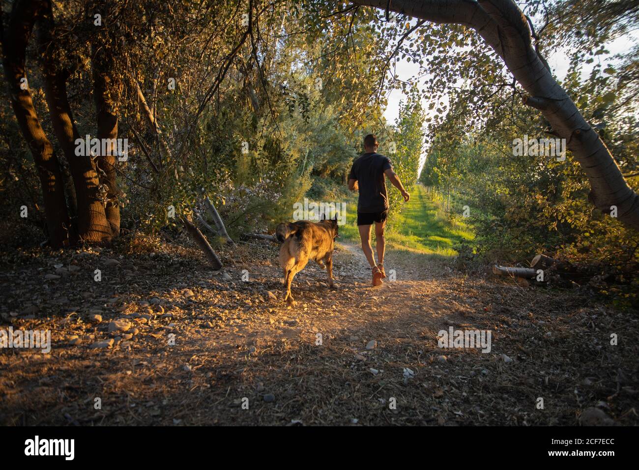 Man jogging in the park with his German Shepherd dog Stock Photo - Alamy