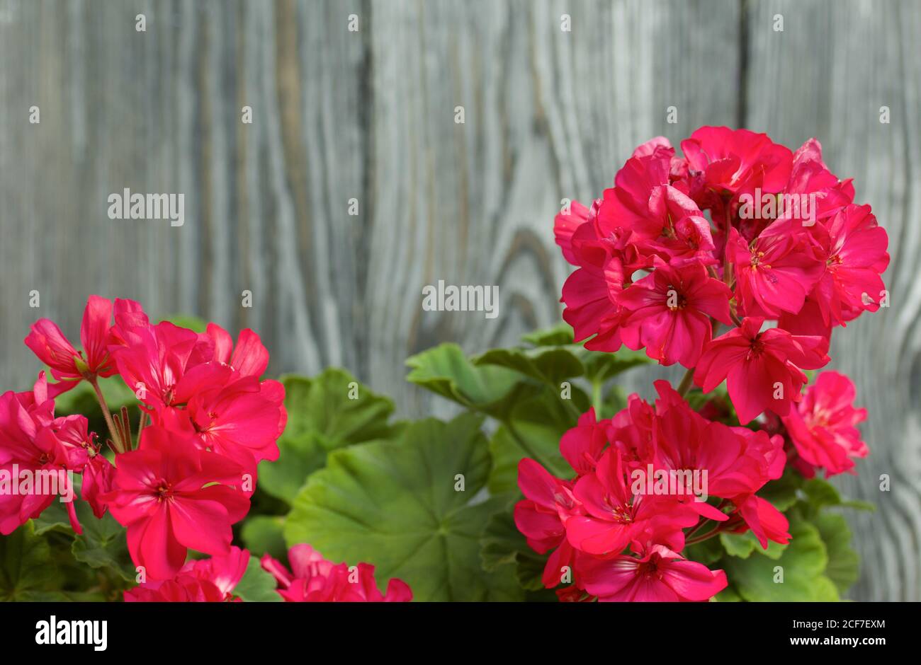 Blooming geranium. Against the background of brushed pine boards ...
